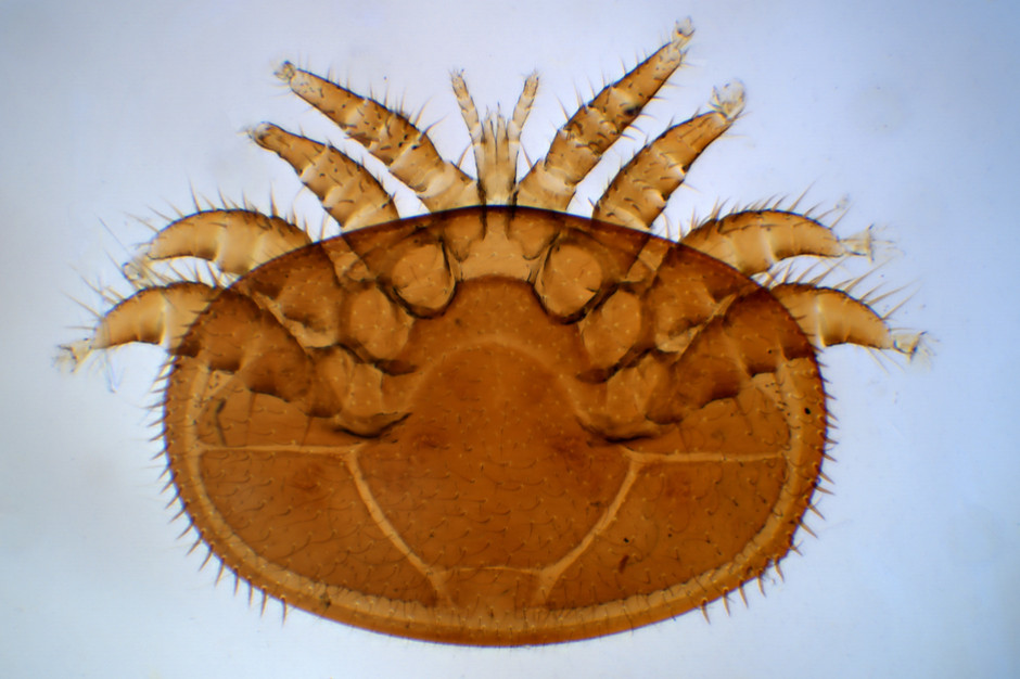 Zwalczanie warrozy pszczół: Flumetryna alternatywą dla amitrazy