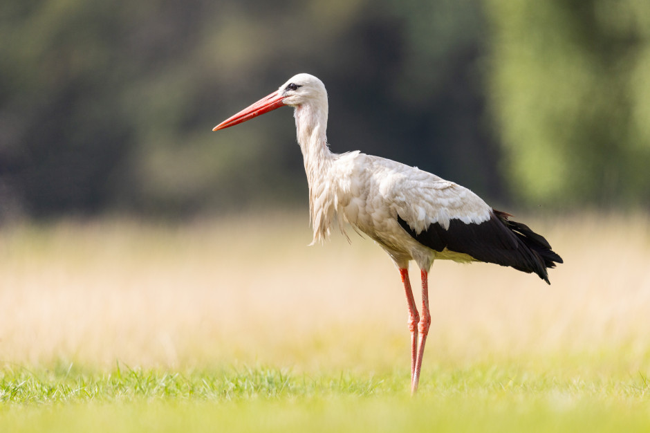 Bocian biały – ptak bardziej polski niż orzeł bielik