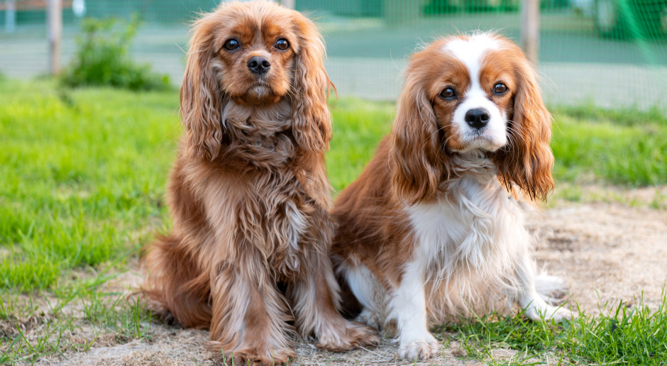 Rasy psów do odświeżenia!