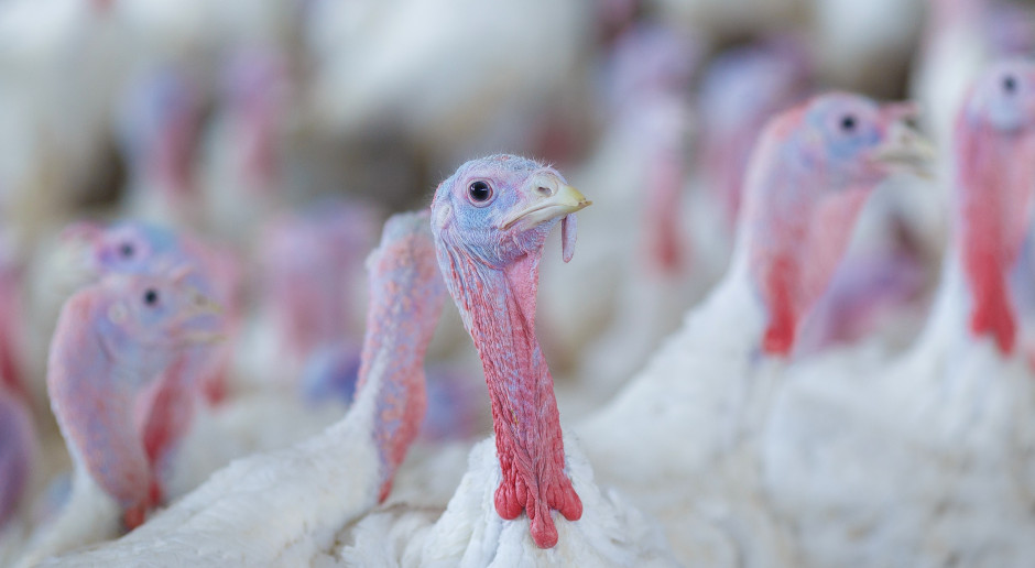 Histomonadoza – choroba indyków, powodująca olbrzymie straty. Jak ...