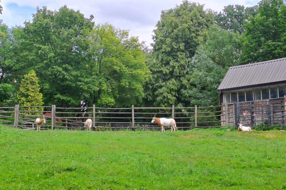 W zoo zamieszkała roczna samica oryksa szablorogiego - gatunku zagrożonego