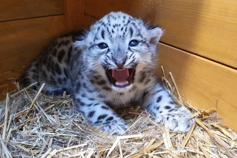 Poznajcie Jego Puchatość z warszawskiego zoo Poznajcie Jego Puchatość z warszawskiego zoo