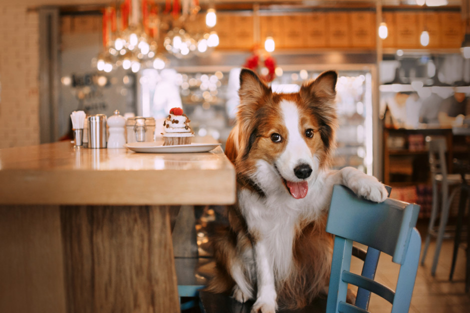Prof. Bralczyk: Adopcja zwierząt? Tego nie mogę zaakceptować w moim języku