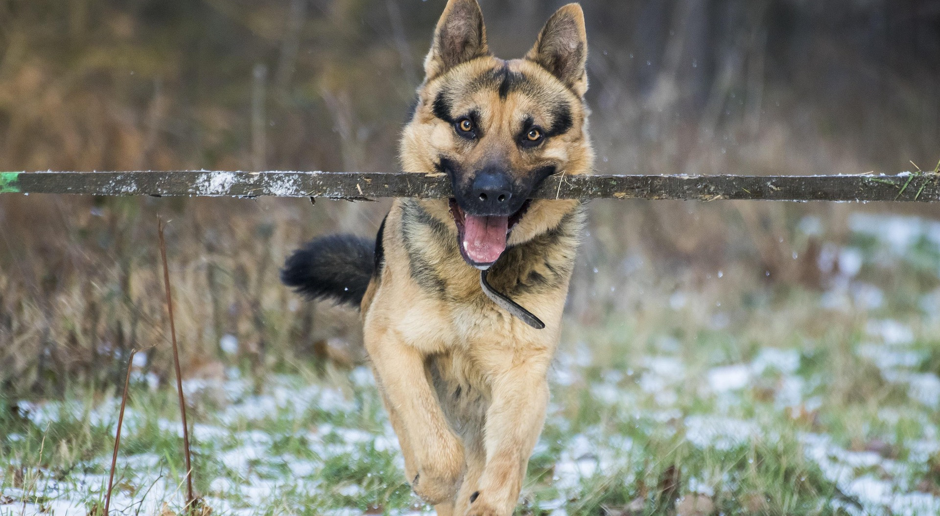 Najlepsze rasy do pilnowania. Te psy obronne i stróżujące są czujne i ...
