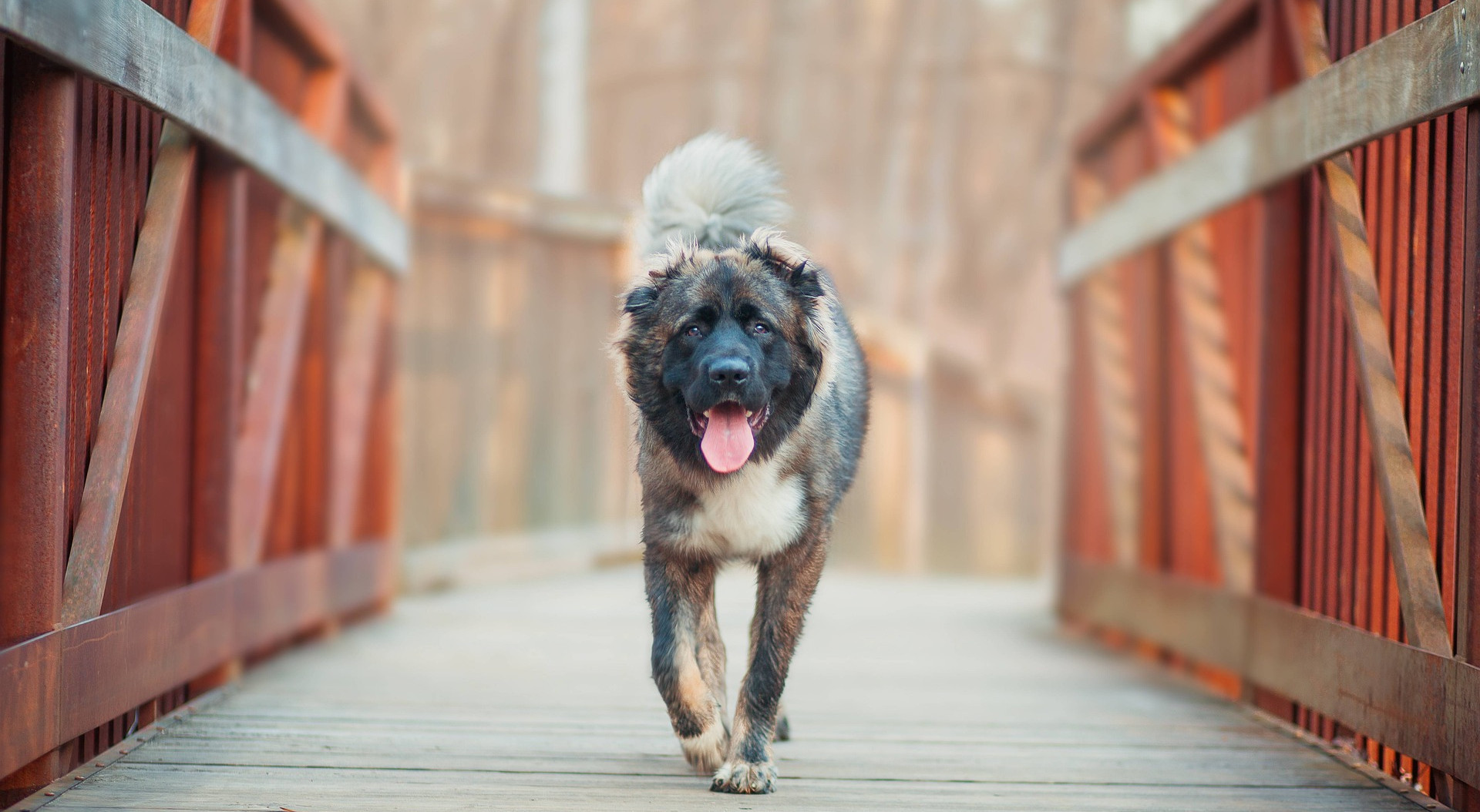 Najlepsze rasy do pilnowania. Te psy obronne i stróżujące są czujne i ...