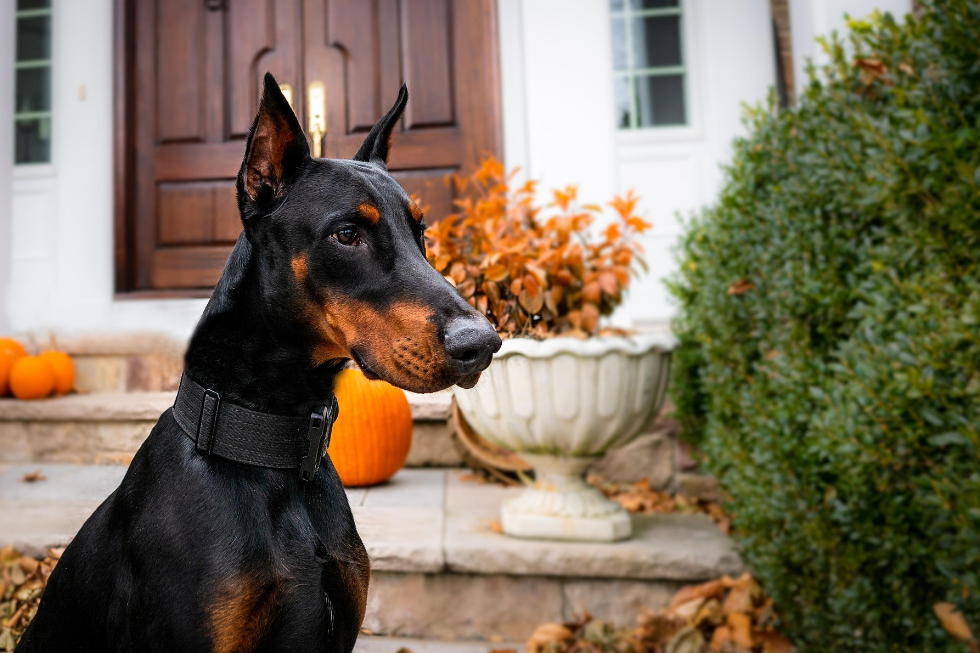 Najlepsze rasy do pilnowania. Te psy obronne i stróżujące są czujne i ...