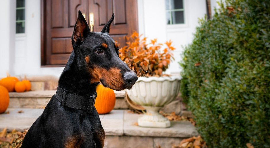 Najlepsze rasy do pilnowania. Te psy obronne i stróżujące są czujne i ...
