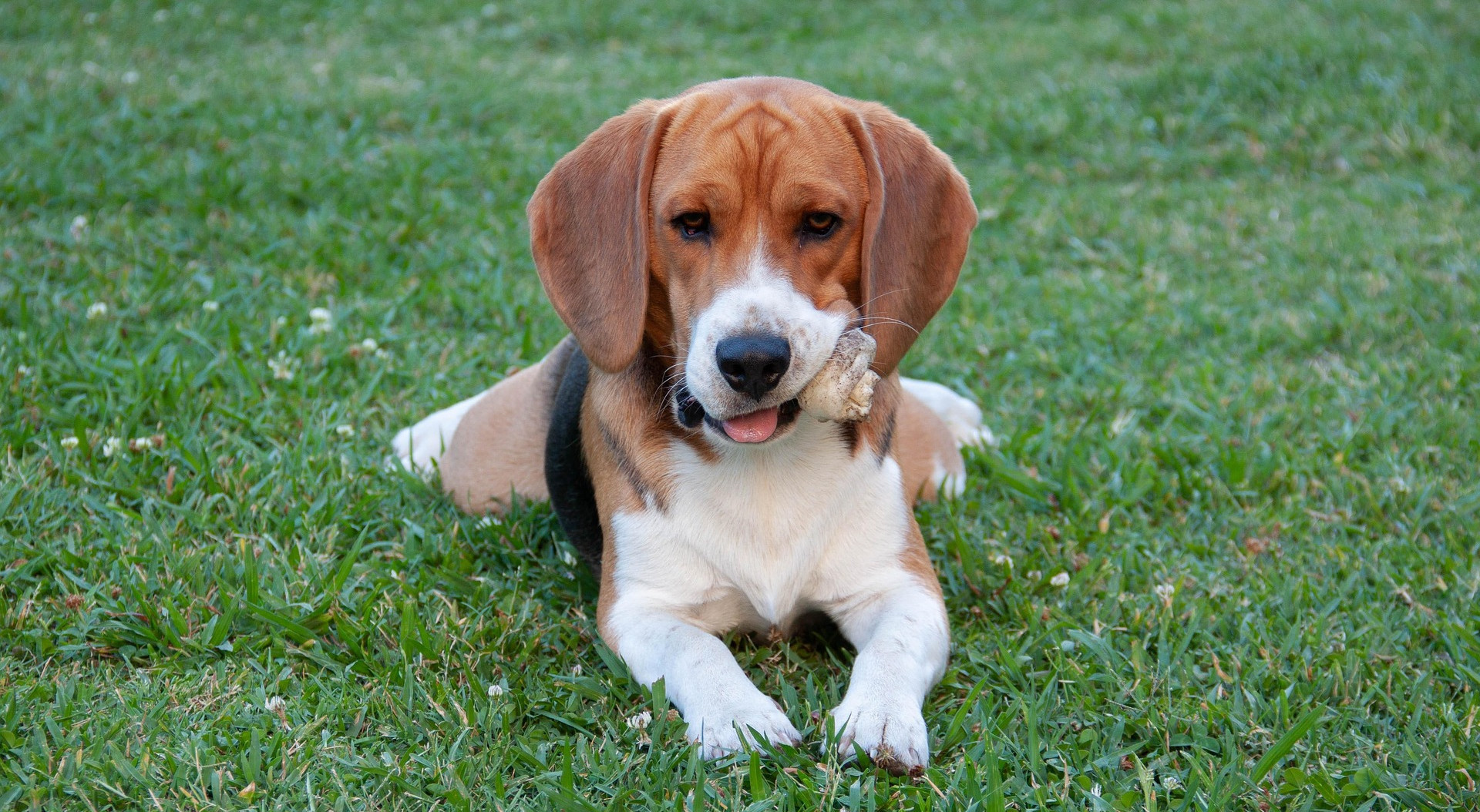 Najlepsze rasy psów myśliwskich. TOP 8. To nieocenieni towarzysze łowów