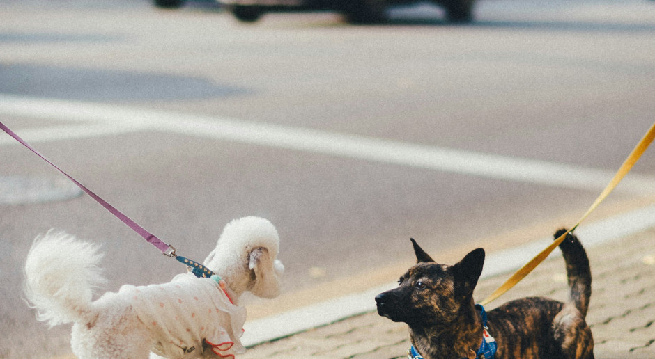 Kiedy wejdą w życie kary za brak rejestracji psa? Sprawdzamy, co się ...