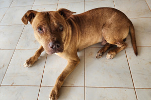 Najlepsze rasy do pilnowania. Te psy obronne i stróżujące są czujne i ...