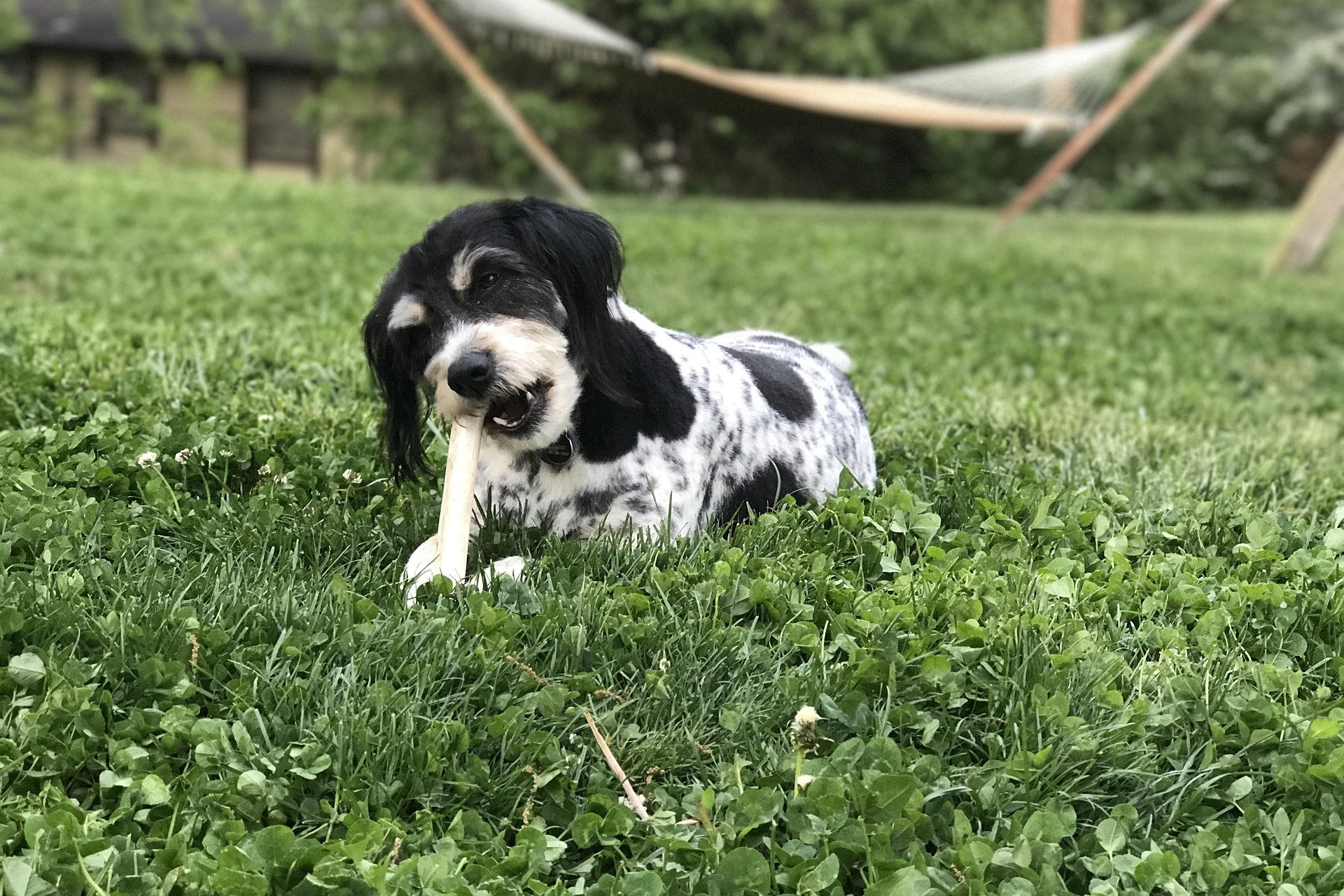 Jak wybrać przekąski dla psa? Ranking najlepszych produktów, które twój ...